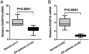 DUSP19, a downstream effector of leptin, inhibits chondrocyte apoptosis ...