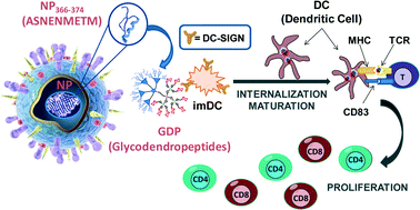 Glycodendropeptides stimulate dendritic cell maturation and T cell ...