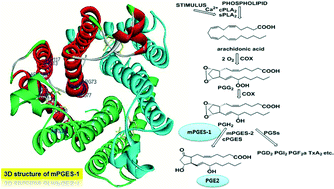 Targeting microsomal prostaglandin E2 synthase-1 (mPGES-1): the ...