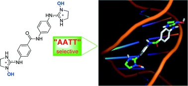 Bisimidazoline arylamides binding to the DNA minor groove: N1 ...