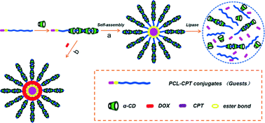Supramolecular, prodrug-based micelles with enzyme-regulated release ...