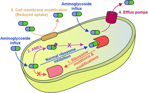 Mechanisms of resistance to aminoglycoside antibiotics: overview and ...