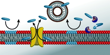 Penicillin Mechanism Of Action Animation