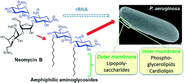 Bacterial lipid membranes as promising targets to fight antimicrobial ...