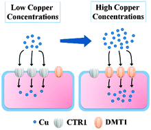 Copper uptake by DMT1: a compensatory mechanism for CTR1 deficiency in ...