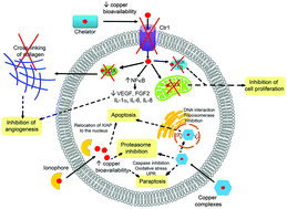 Targeting copper in cancer therapy: ‘Copper That Cancer’ - Metallomics ...