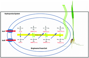 A novel arsenic methyltransferase gene of Westerdykella aurantiaca ...