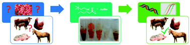 Fast and efficient extraction of DNA from meat and meat derived ...