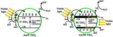 Gold nanoparticles-sensitized wide and narrow band gap TiO2 for visible ...