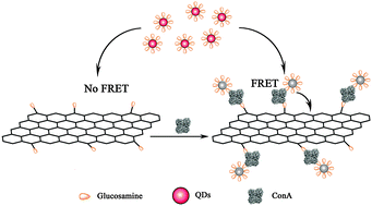 A biosensing platform for sensitive detection of concanavalin A based on fluorescence resonance ...
