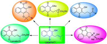 Conversion of lapachol to lomatiol: synthesis of novel naphthoquinone ...