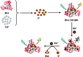Highly sensitive fluorescent determination of sulfide using BSA-capped ...