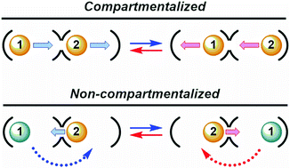 Compartmentalized vs. non-compartmentalized translocations in metal ...