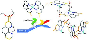 Copper(ii) complexes with phosphorylated 1,10-phenanthrolines: from ...