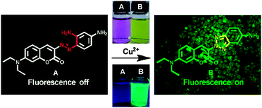 A “turn-on” fluorescent probe for the detection of Cu2+ in living cells ...