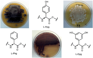 Structural aspects of phenylglycines, their biosynthesis and occurrence ...