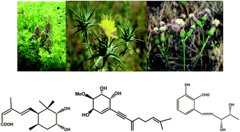 Fungal phytotoxins with potential herbicidal activity: chemical and ...