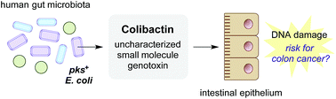 Colibactin: understanding an elusive gut bacterial genotoxin - Natural ...