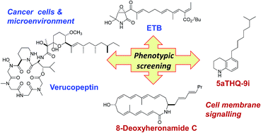 Natural products-prompted chemical biology: phenotypic screening and a ...
