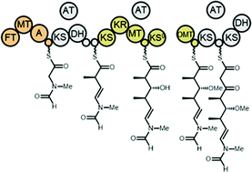 Biosynthesis of polyketides by trans-AT polyketide synthases - Natural ...