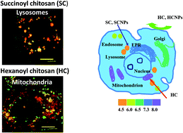 Intracellular sorting of differently charged chitosan derivatives and ...