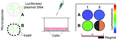 Improved and targeted delivery of bioactive molecules to cells with ...