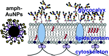 Glycocalyx In Plasma Membrane