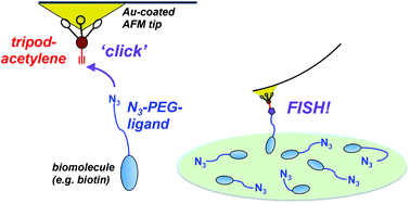Versatile method for AFM-tip functionalization with biomolecules ...