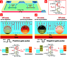 Ultralow-power non-volatile memory cells based on P(VDF-TrFE) ferroelectric-gate CMOS silicon ...