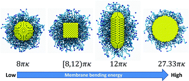 Shape effect in cellular uptake of PEGylated nanoparticles: comparison ...
