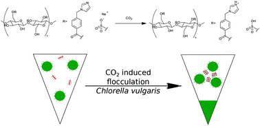 CO2 controlled flocculation of microalgae using pH responsive cellulose ...