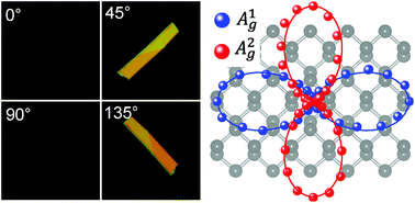 Anomalous polarization dependence of Raman scattering and ...