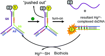 A reversible metal ion fueled DNA three-way junction molecular device ...