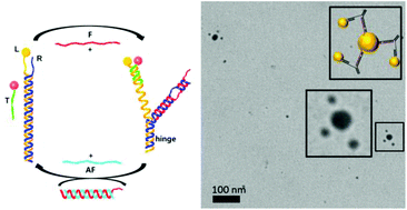 DNA nano-carrier for repeatable capture and release of biomolecules ...