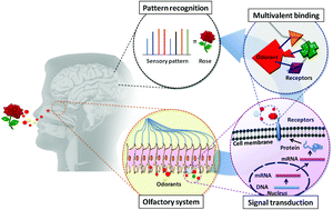 Biomimetic sensor design - Nanoscale (RSC Publishing)