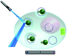Micro-optical coherence tomography tracking of magnetic gene ...