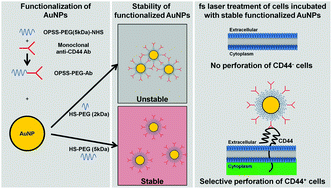 Cell-specific optoporation with near-infrared ultrafast laser and ...