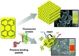 Organic crystal-binding peptides: morphology control and one-pot ...