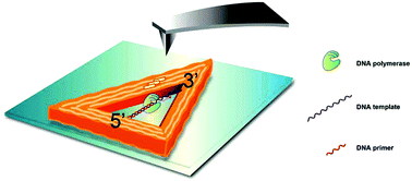 Single-molecule imaging of DNA polymerase I (Klenow fragment) activity ...