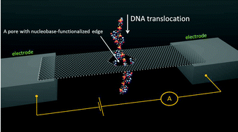 Nucleobase-functionalized graphene nanoribbons for accurate high-speed ...
