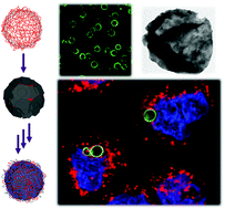 Biocompatible multilayer capsules engineered with a graphene oxide ...