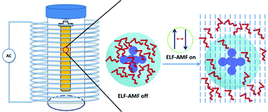 Extremely low frequency alternating magnetic field–triggered and MRI ...