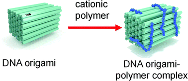 Cationic polymers for DNA origami coating – examining their binding ...