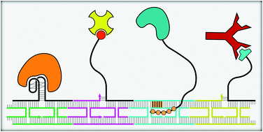 Programmable DNA scaffolds for spatially-ordered protein assembly ...