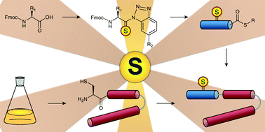 Semi-synthesis of thioamide containing proteins - Organic ...