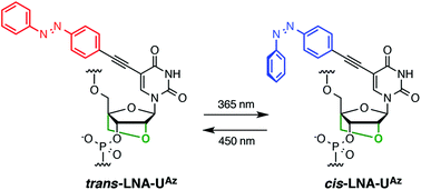 C5-azobenzene-functionalized locked nucleic acid uridine: isomerization ...