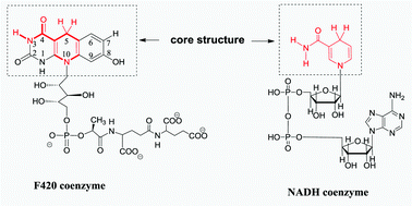 Thermodynamics of various F420 coenzyme models as sources of electrons ...