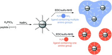 Cell-targeted platinum nanoparticles and nanoparticle clusters ...