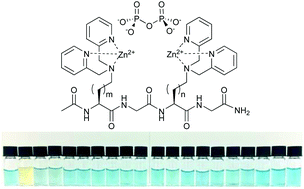 Selective sensing of pyrophosphate in physiological media using zinc(ii ...