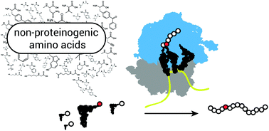 Discovering functional, non-proteinogenic amino acid containing ...